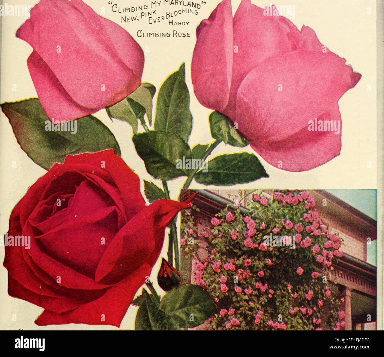 Dingee guide to rose culture (1916) - A guide to the cultivation and ...