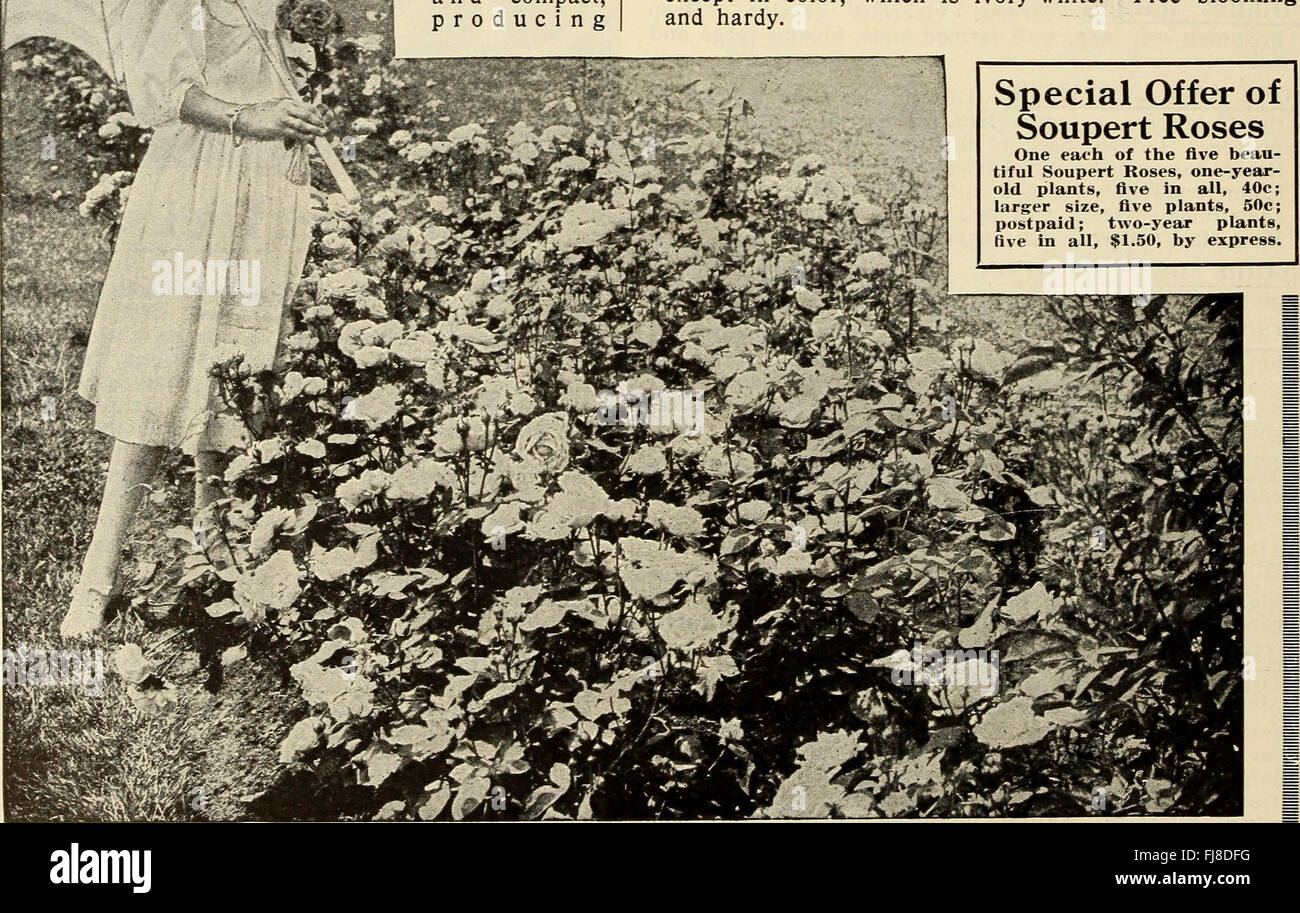 Dingee guide to rose culture (1916 Stock Photo - Alamy