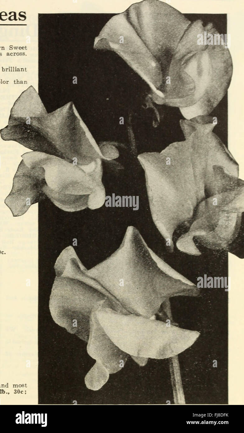 Dingee guide to rose culture (1916 Stock Photo - Alamy