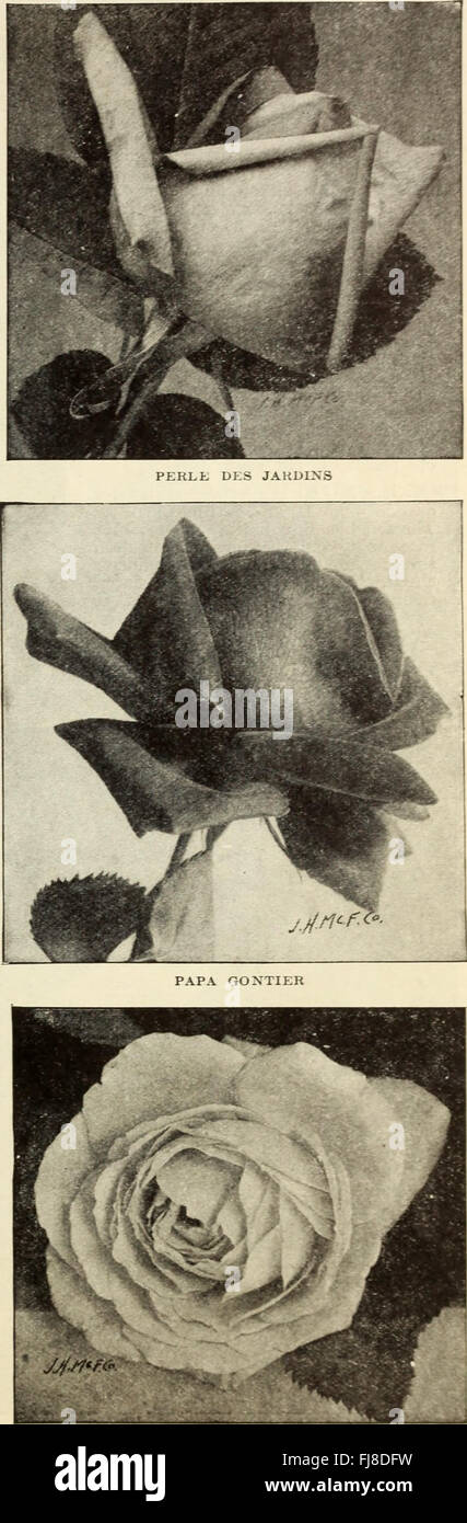 A comprehensive guide to rose cultivation, offering advice and methods ...