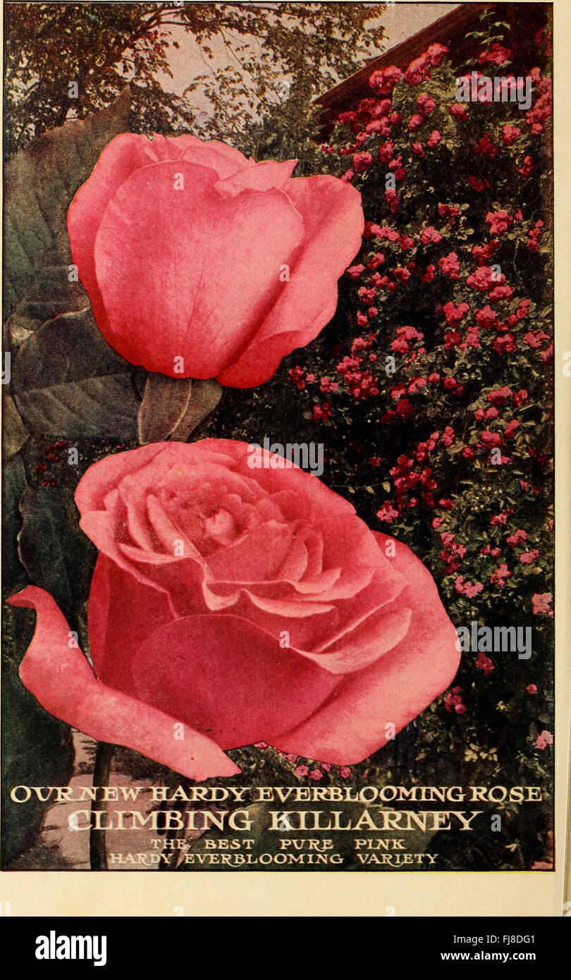 A comprehensive guide to rose cultivation, covering techniques and ...