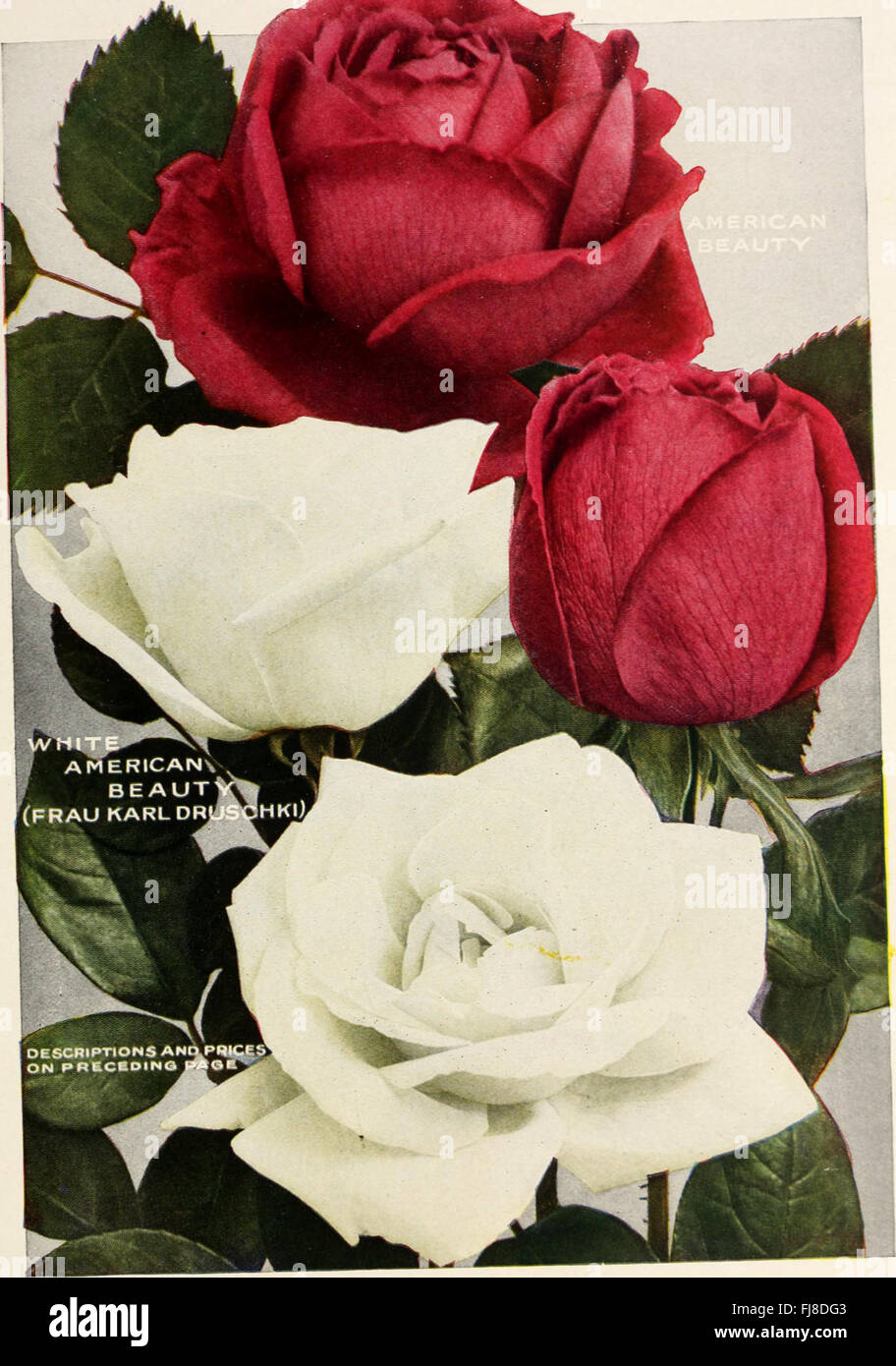 A comprehensive guide to rose cultivation practices from the 19th to ...