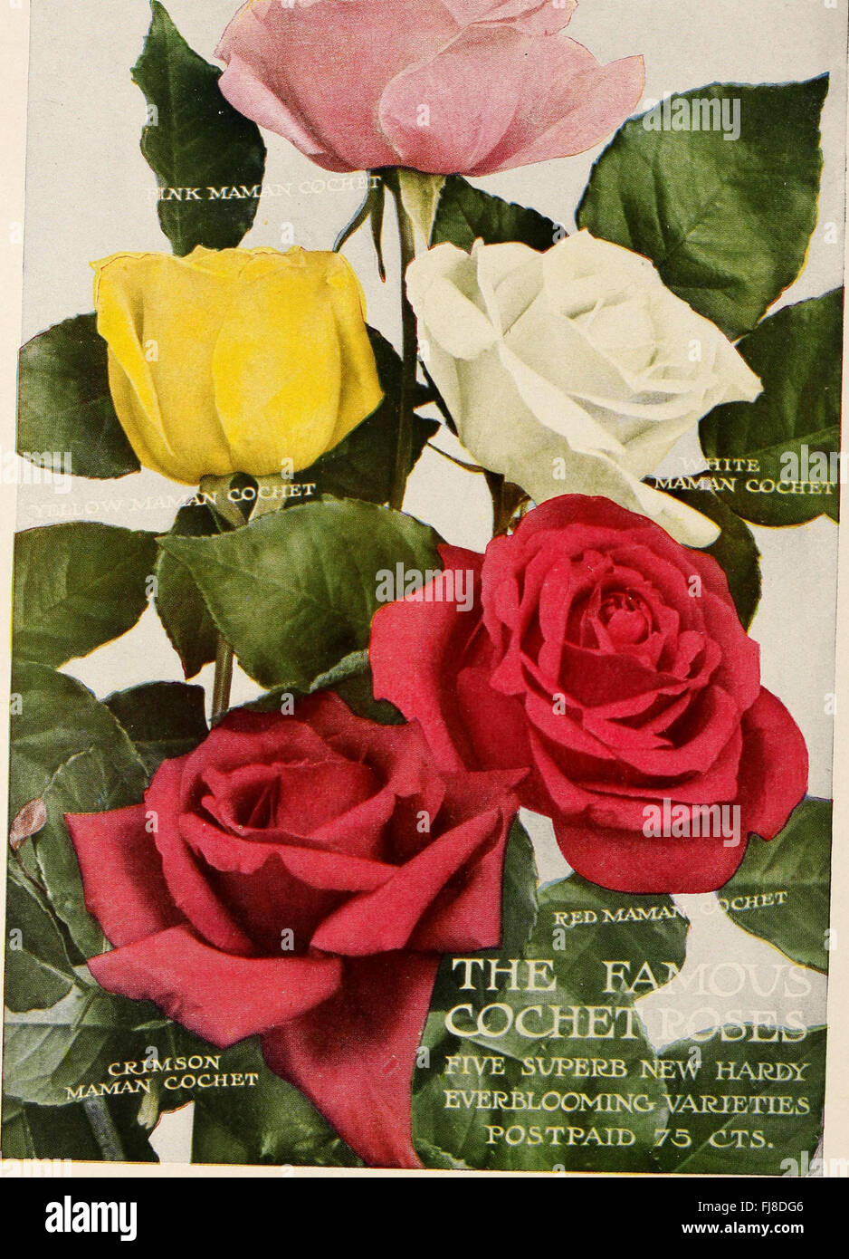 Dingee guide to rose culture - 1850 1911, Rose Cultivation Stock Photo ...