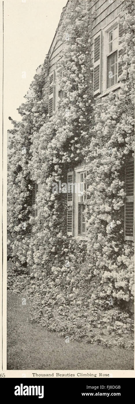 Dingee guide to rose culture - 1850-1912 Stock Photo - Alamy