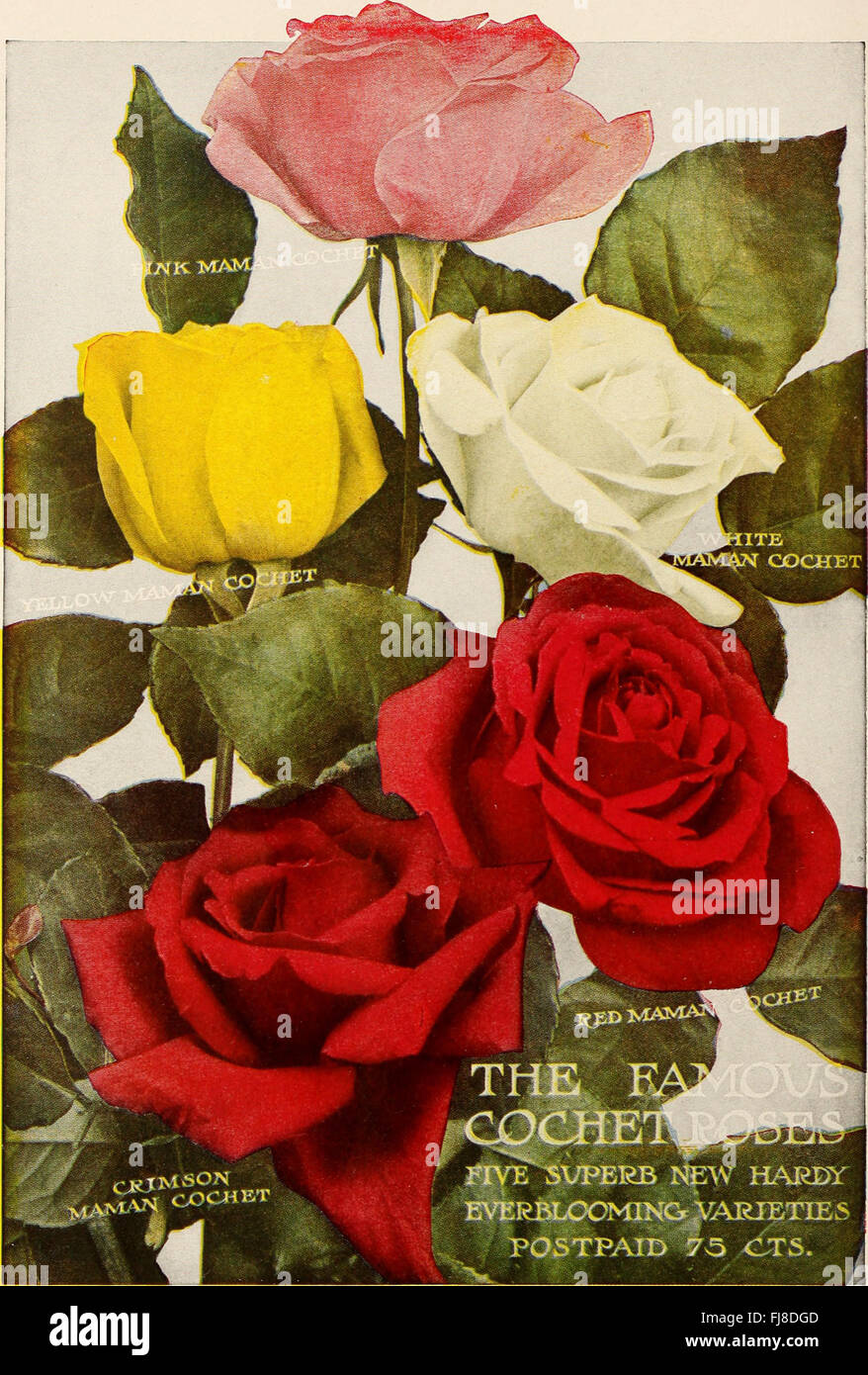 Comprehensive guide to rose cultivation from 1850 to 1912, offering ...