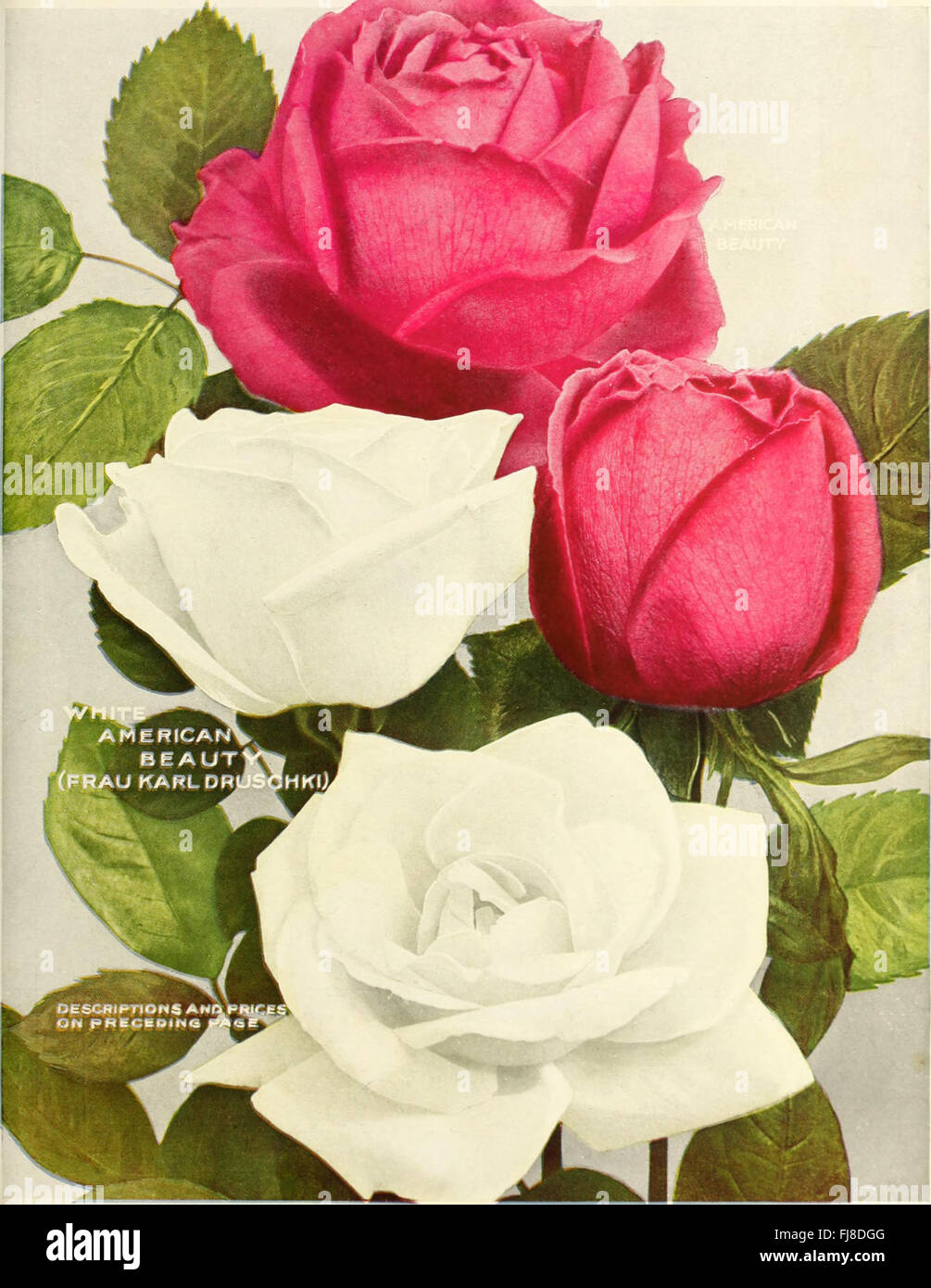 Dingee Guide to Rose Culture, a 1917 manual for growing and cultivating ...