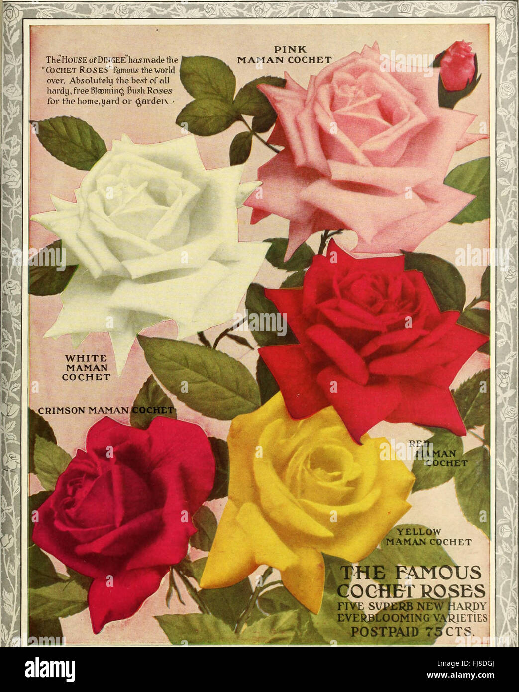 A comprehensive guide to rose cultivation, offering practical advice on ...