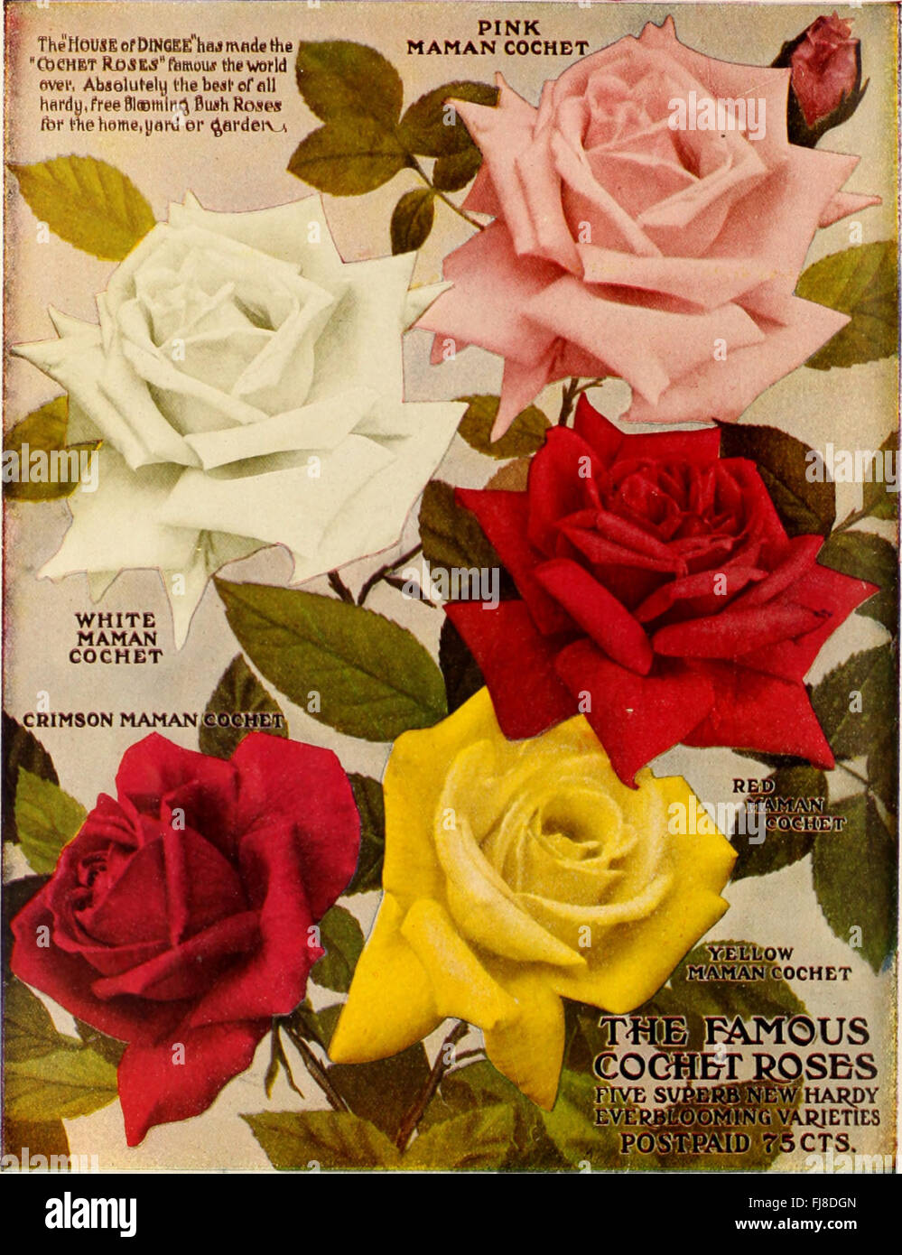 A comprehensive guide to rose cultivation, offering expert advice and ...