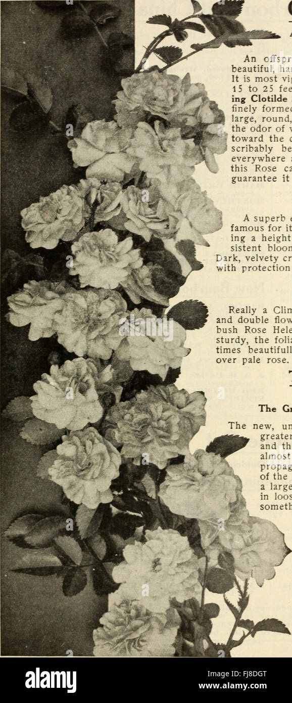 A horticultural guide detailing rose cultivation, breeding, and care ...