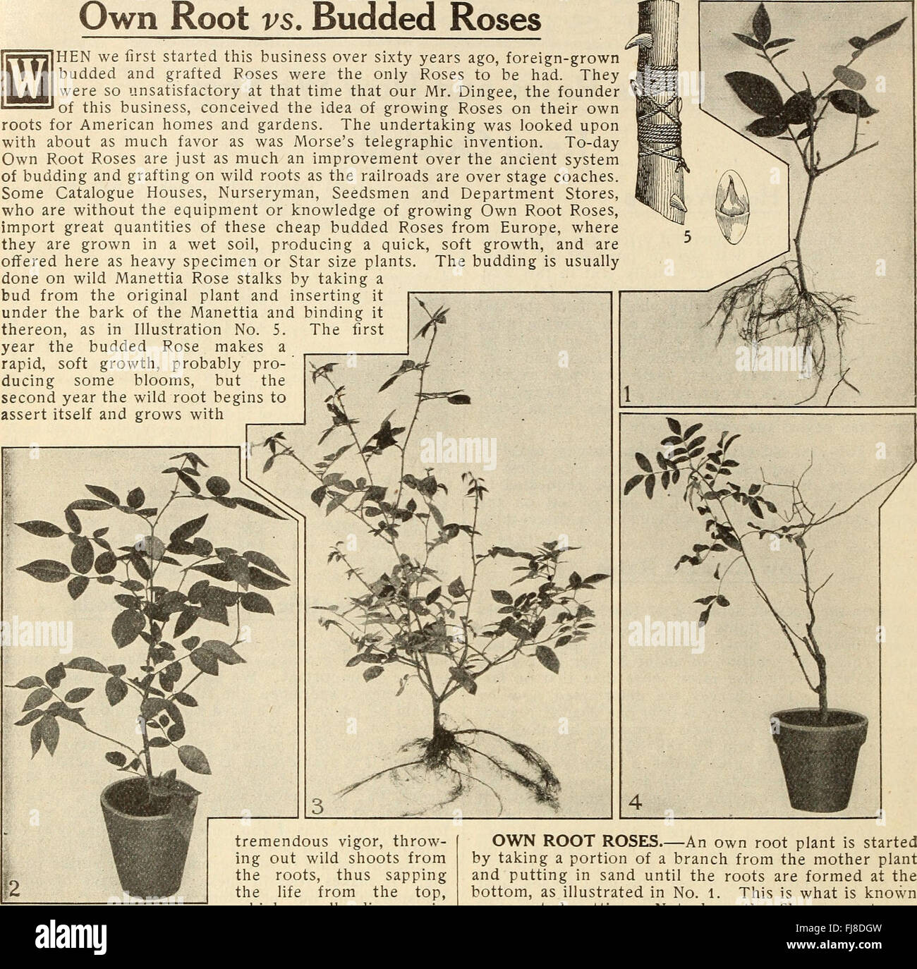 Dingee guide to rose culture - for more than 60 years an authority ...