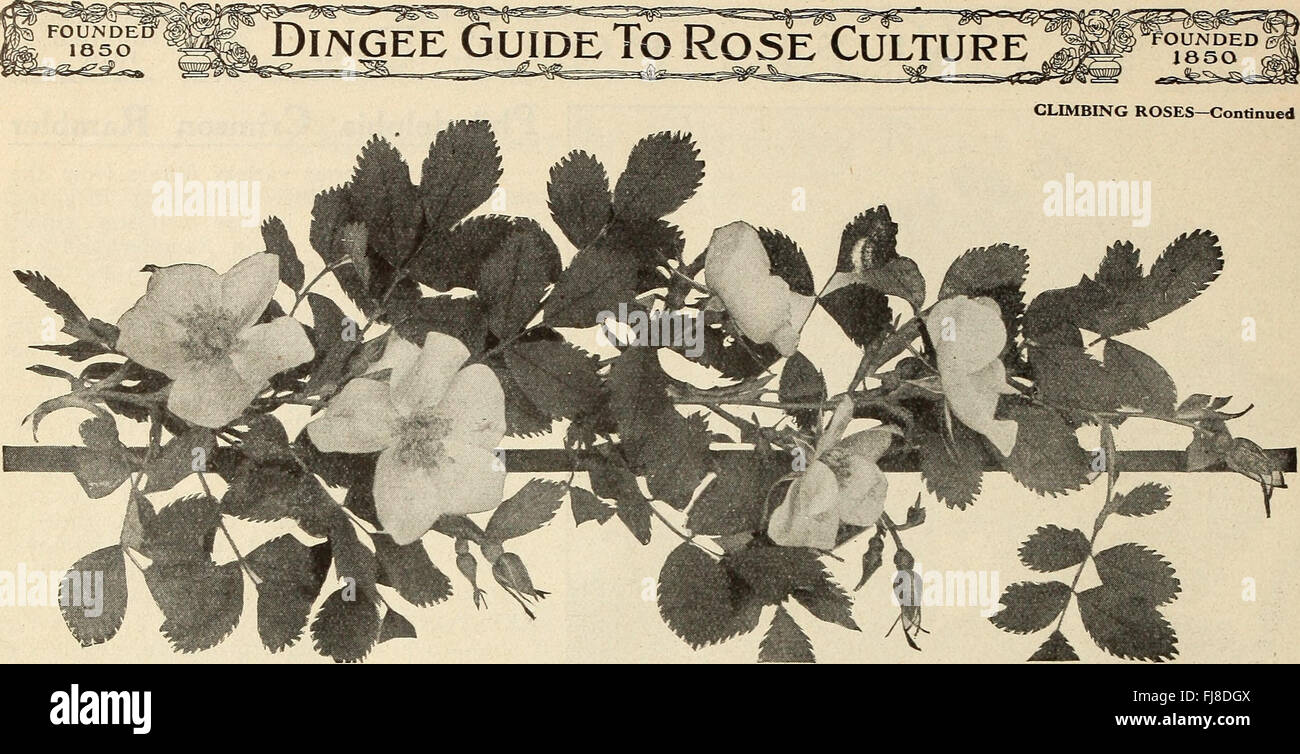 Dingee guide to rose culture - for more than 60 years an authority ...