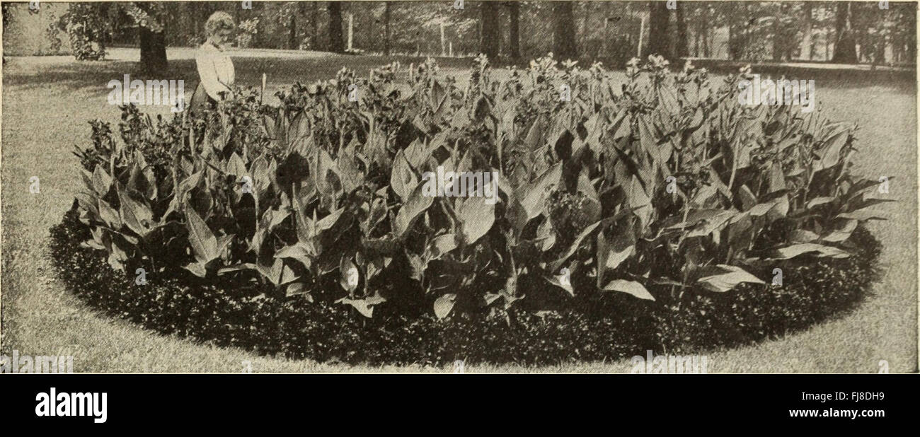 Dingee guide to rose culture - for more than 60 years an authority ...