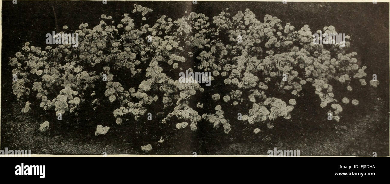 Dingee guide to rose culture - for more than 60 years an authority 1918 ...