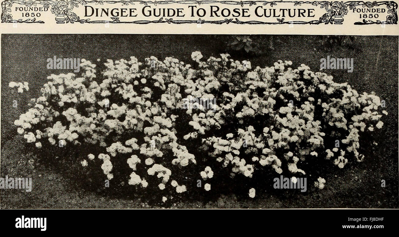 Dingee Guide to Rose Culture Stock Photo - Alamy