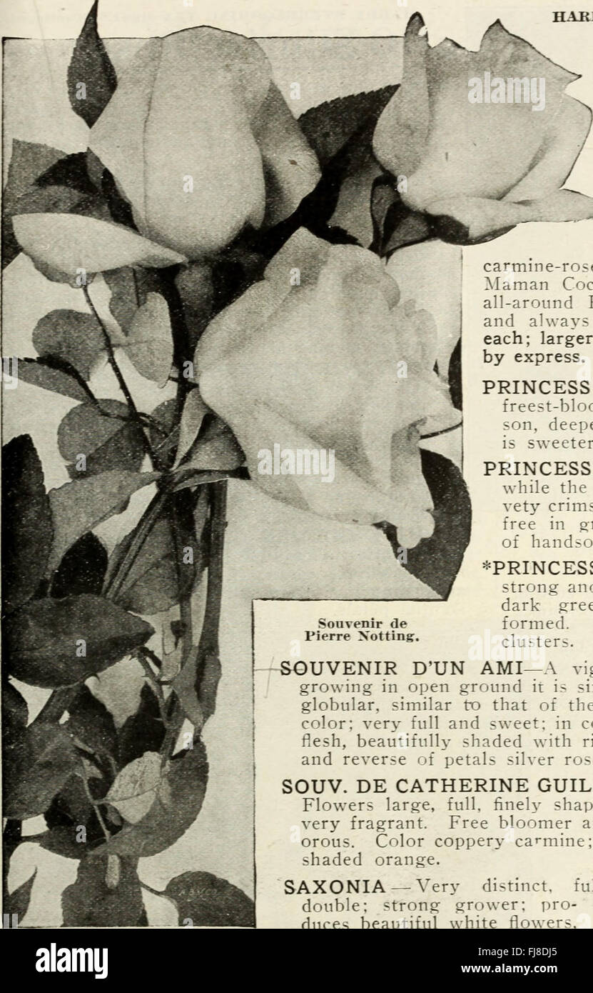 Dingee guide to rose culture - for more than 60 years an authority 1918 ...