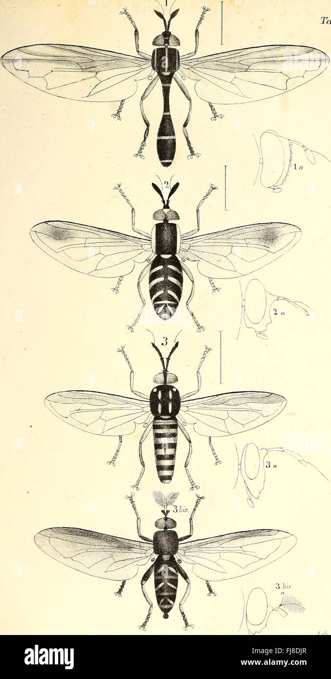 Morphology of flies hi-res stock photography and images - Alamy