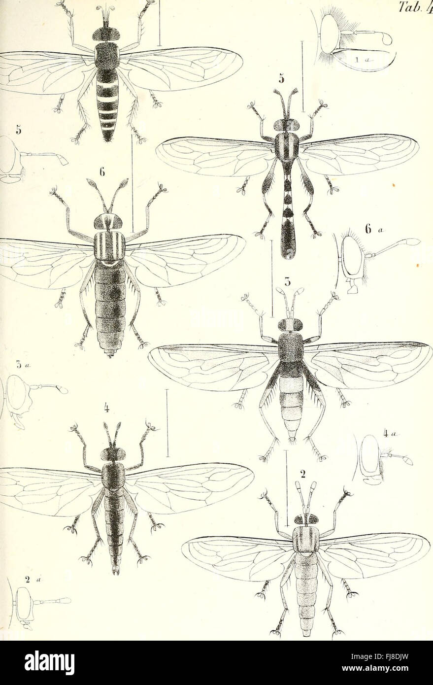 An early 19th-century work describing exotic and lesser-known species ...