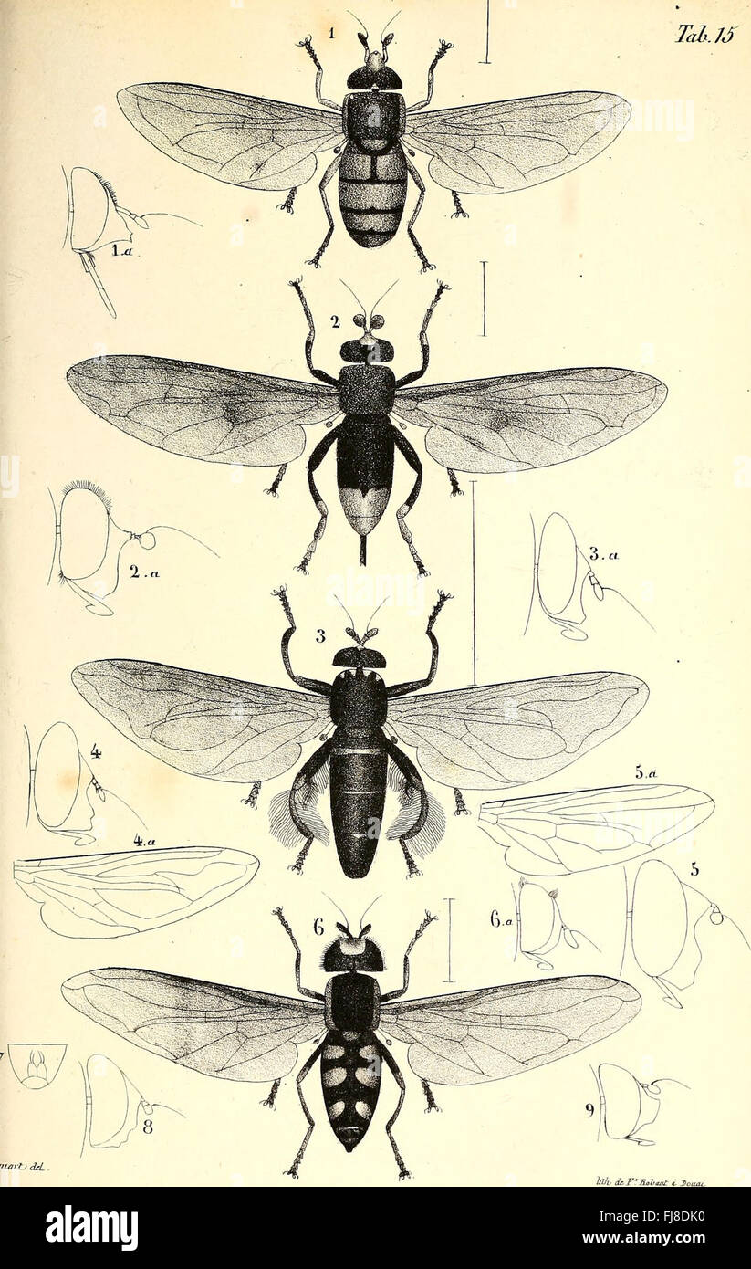 Diptera research hi-res stock photography and images - Alamy