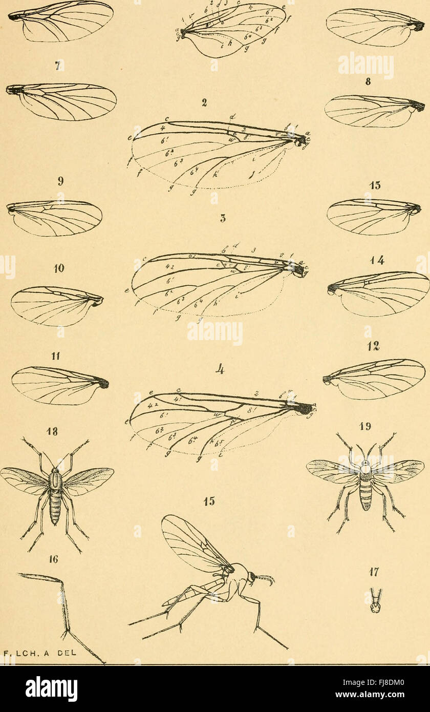 Morphology of flies hi-res stock photography and images - Alamy