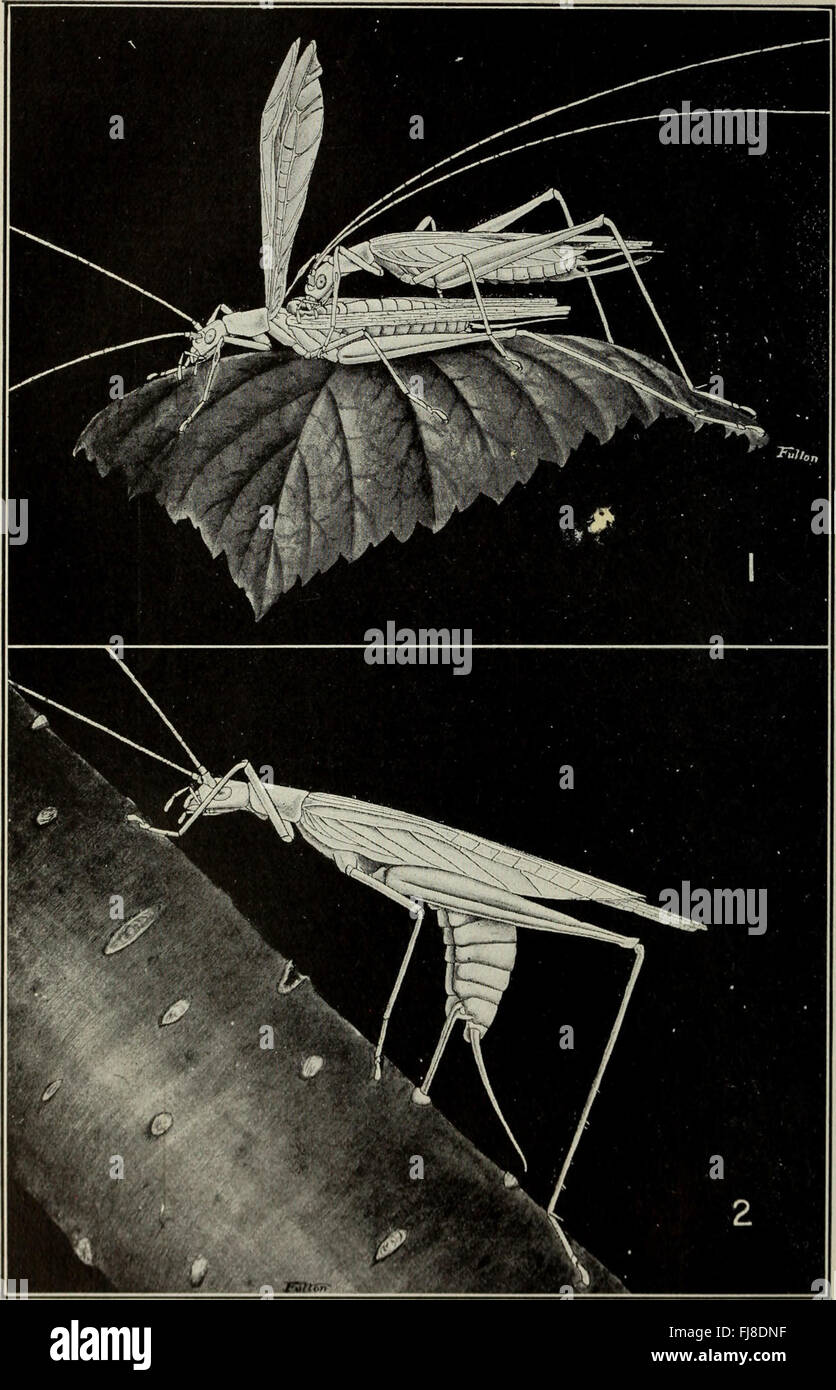 A report documenting agricultural experiments and findings conducted by ...