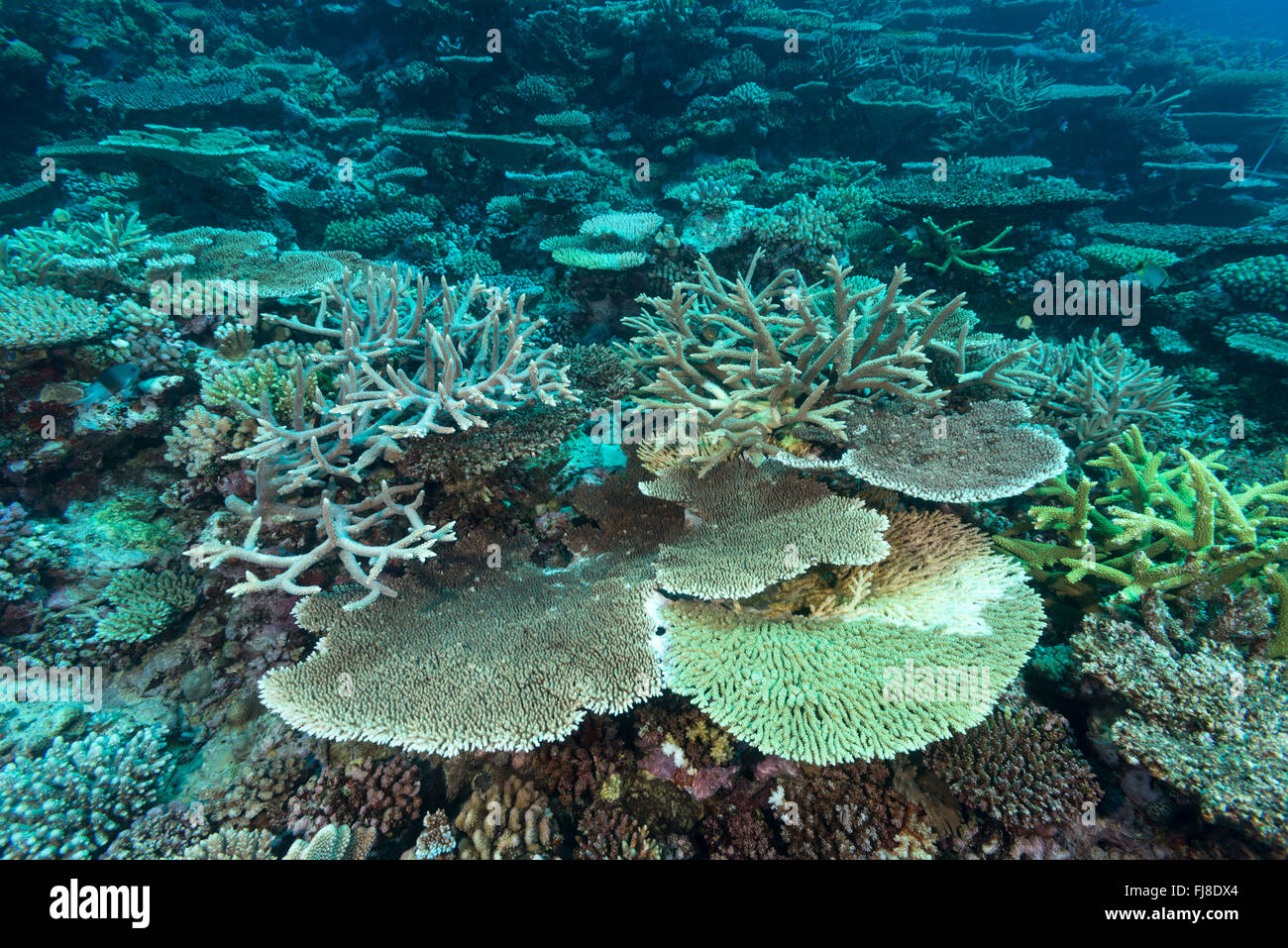 Very rich expansive acropora table coral field at the outer edge of the ...