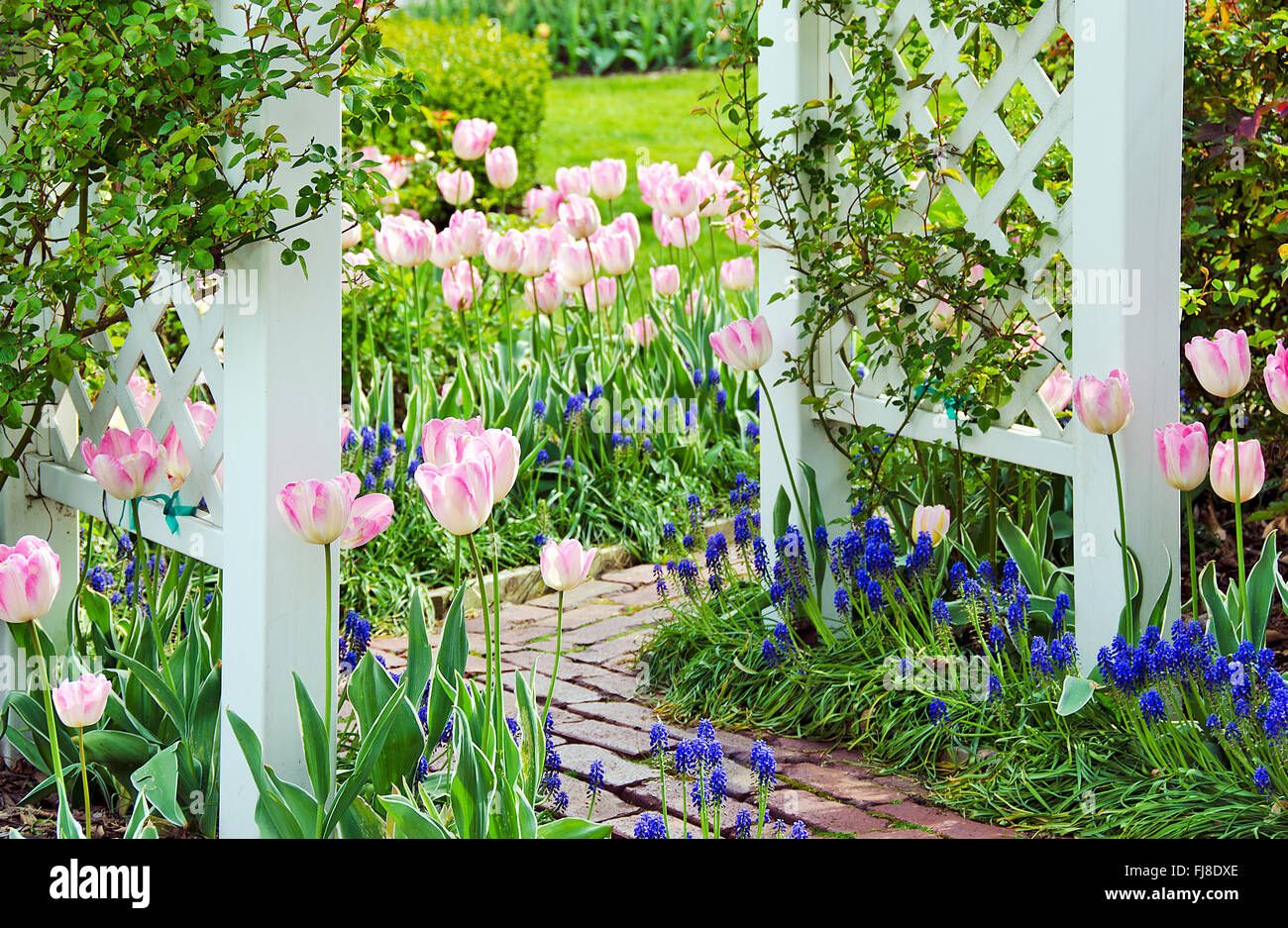 Grape trellis garden hi-res stock photography and images - Alamy