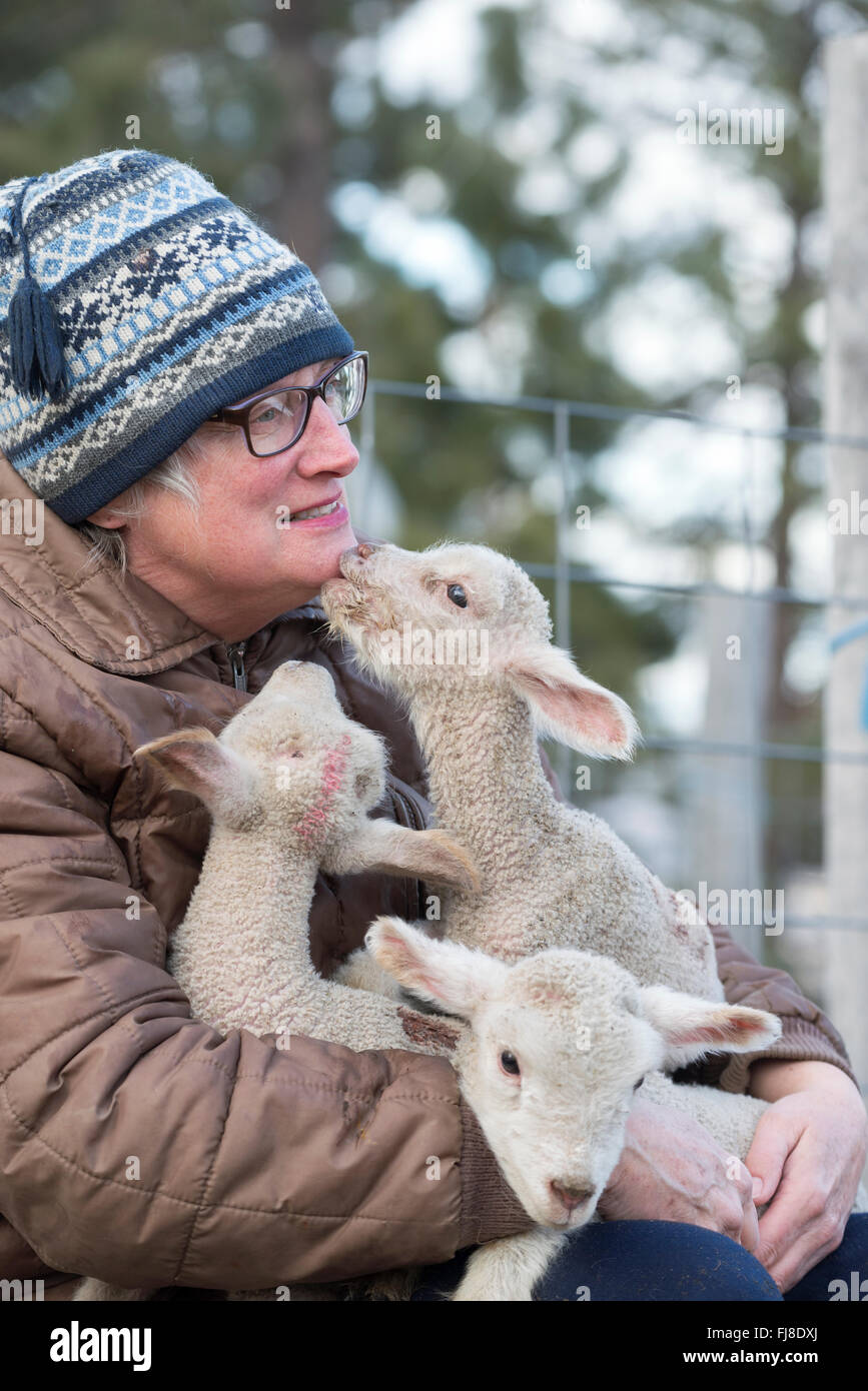Woman holding lambs Stock Photo - Alamy