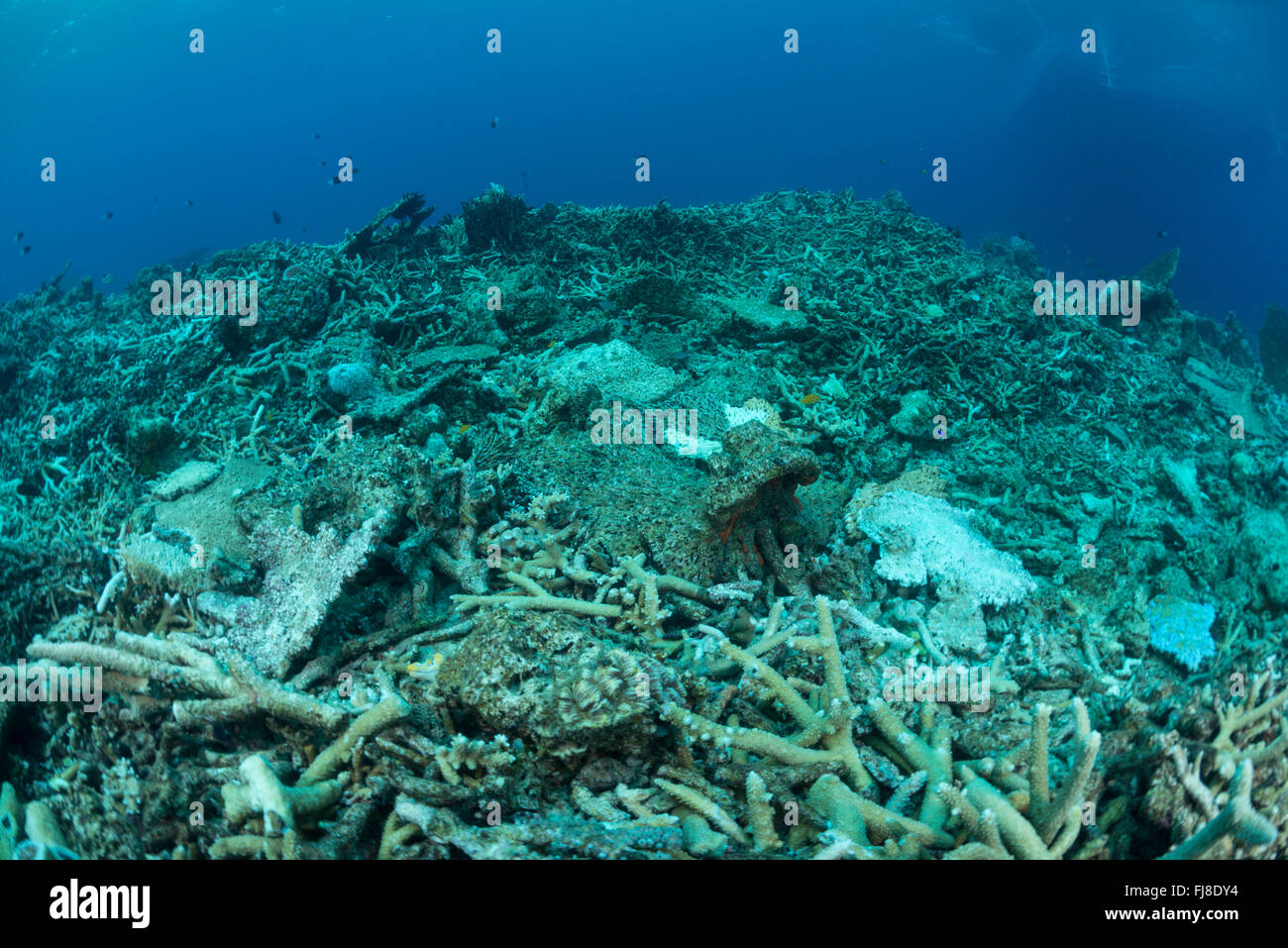 Cyclone damaged reef Stock Photo - Alamy