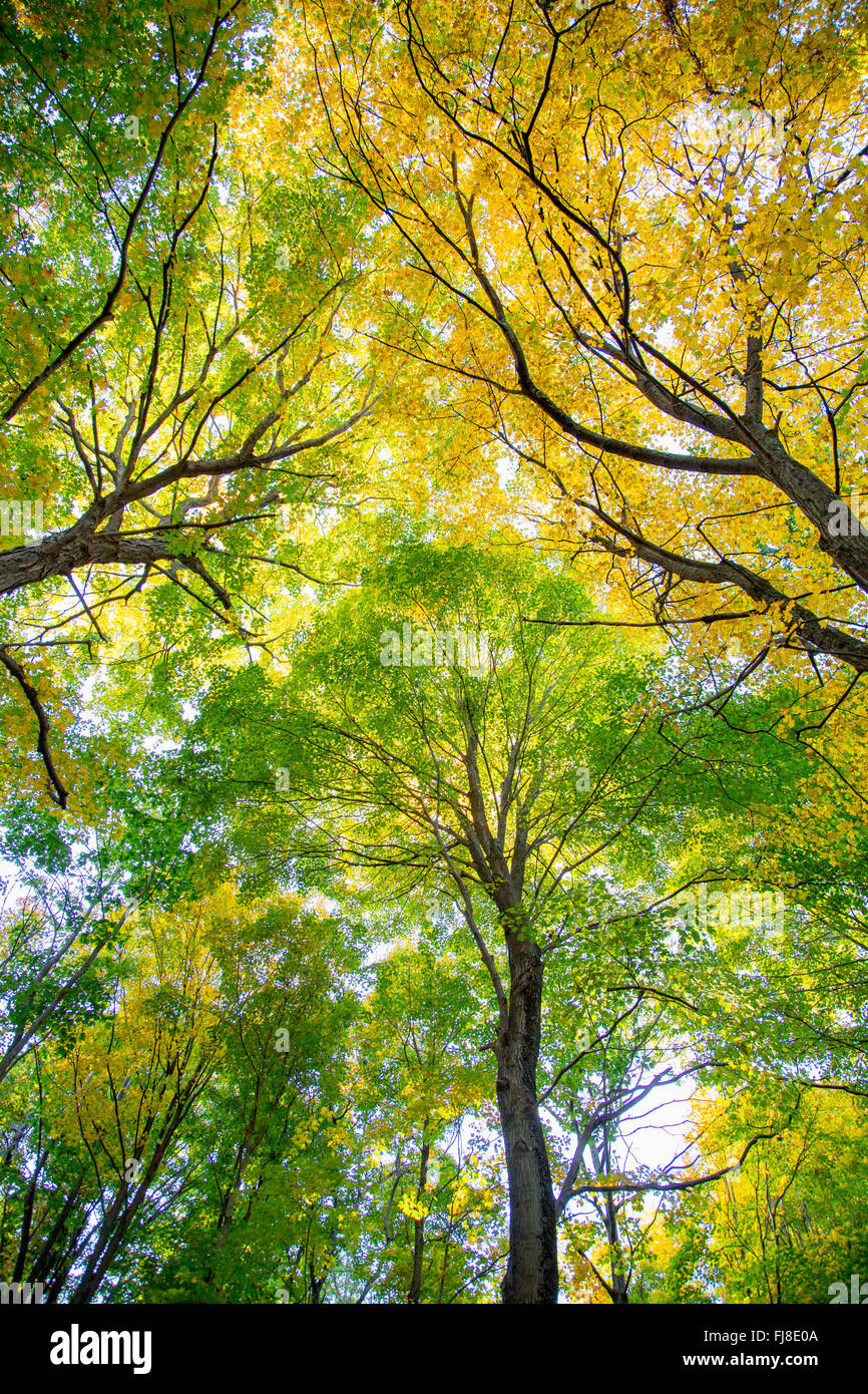 Looking upward into a group of trees Stock Photo - Alamy