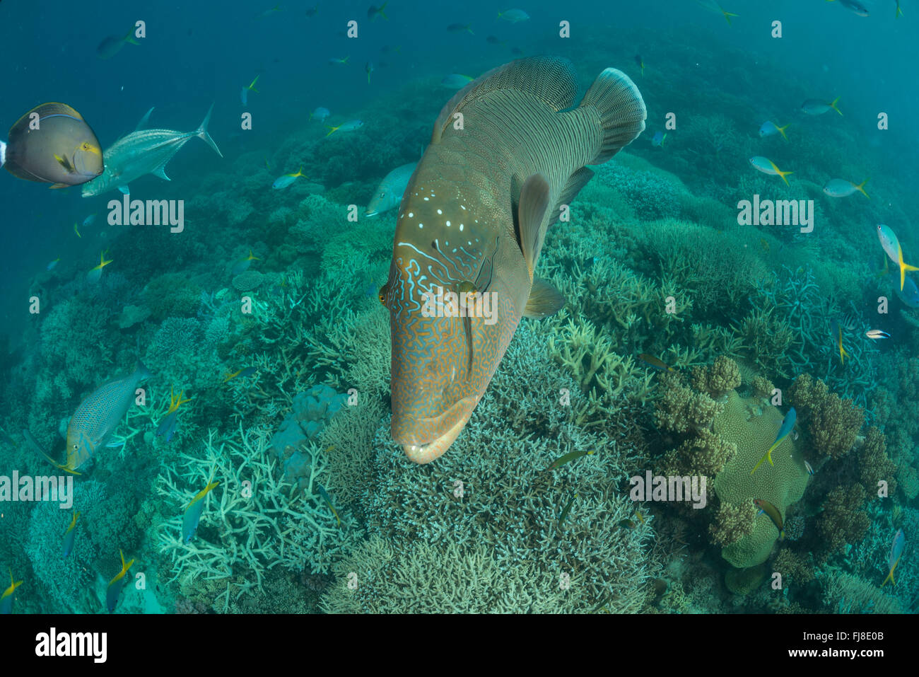 Adult male Napoleon Wrasse (Cheilinus undulatus) in the reef Stock ...
