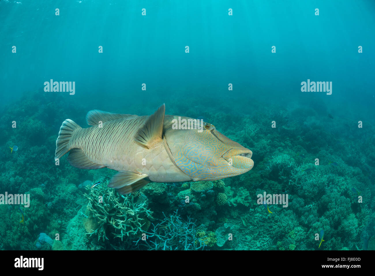 Adult male Napoleon Wrasse (Cheilinus undulatus) in the reef Stock ...