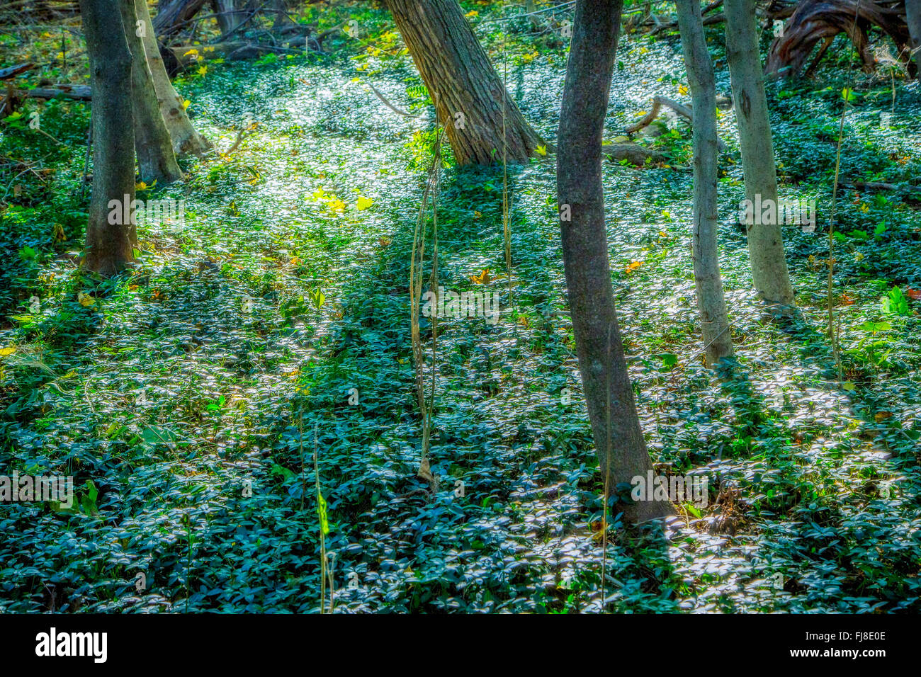 The ground with ivy and tree trunks in dappling light Stock Photo - Alamy