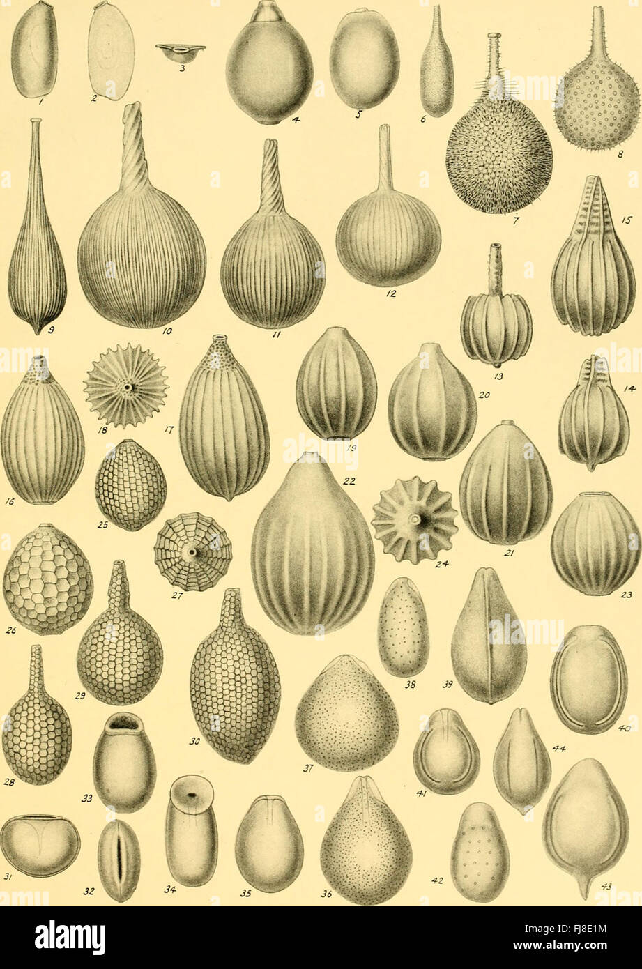 The *Discovery Reports* from 1932 document the findings of scientific ...