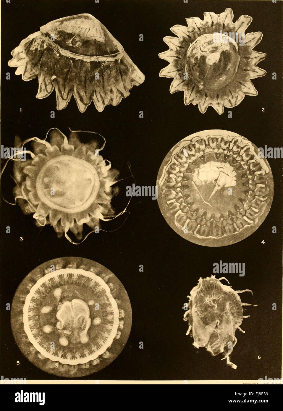 This 1934 manuscript scan features pages from *Discovery Reports ...
