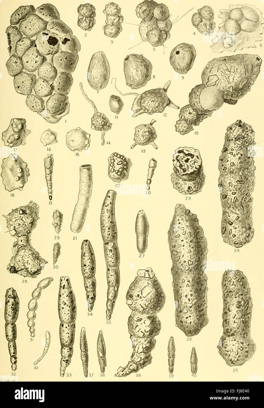 The *Discovery reports (1935)* provide a detailed account of ...