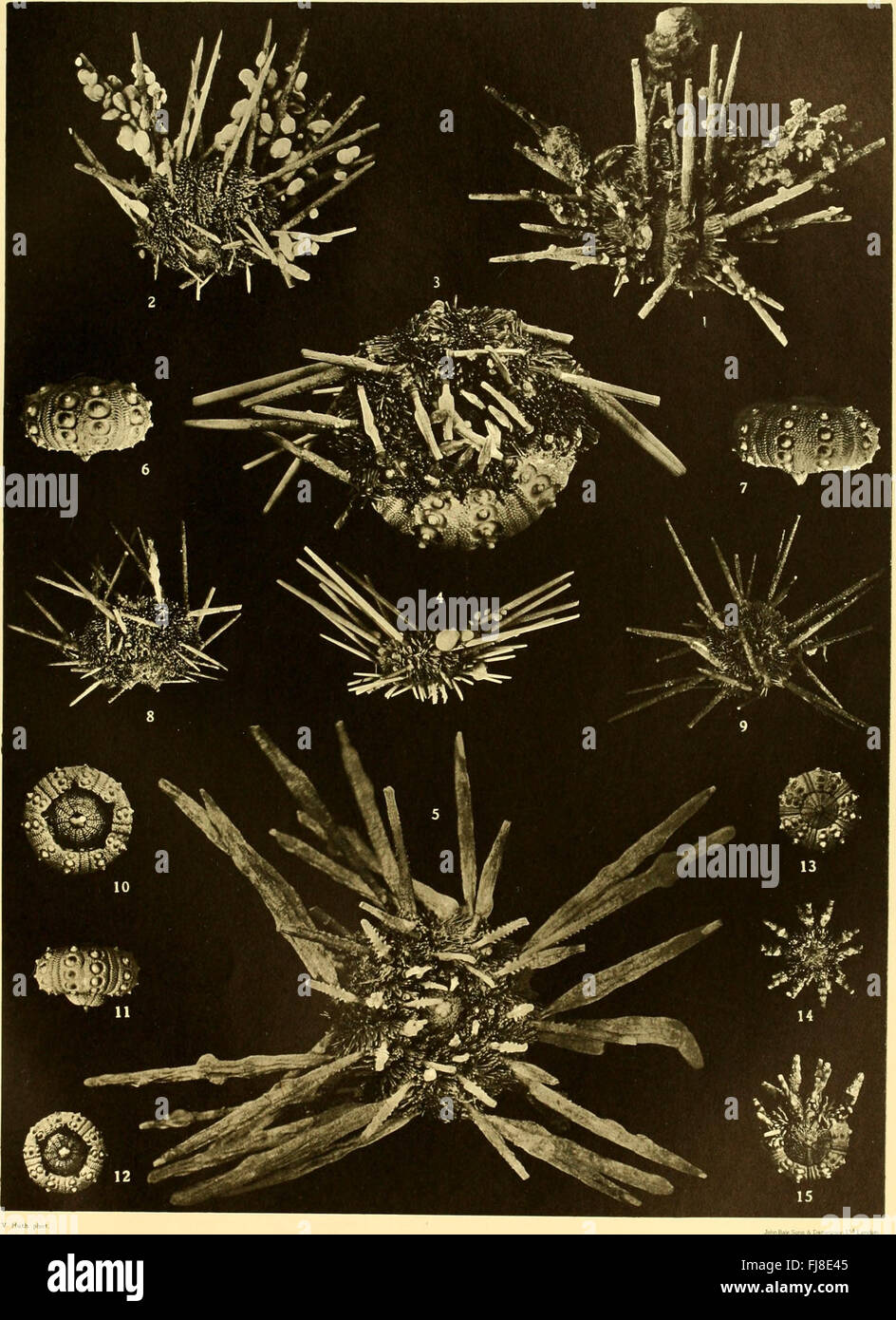This image shows a historical document from 1936, 'Discovery Reports ...