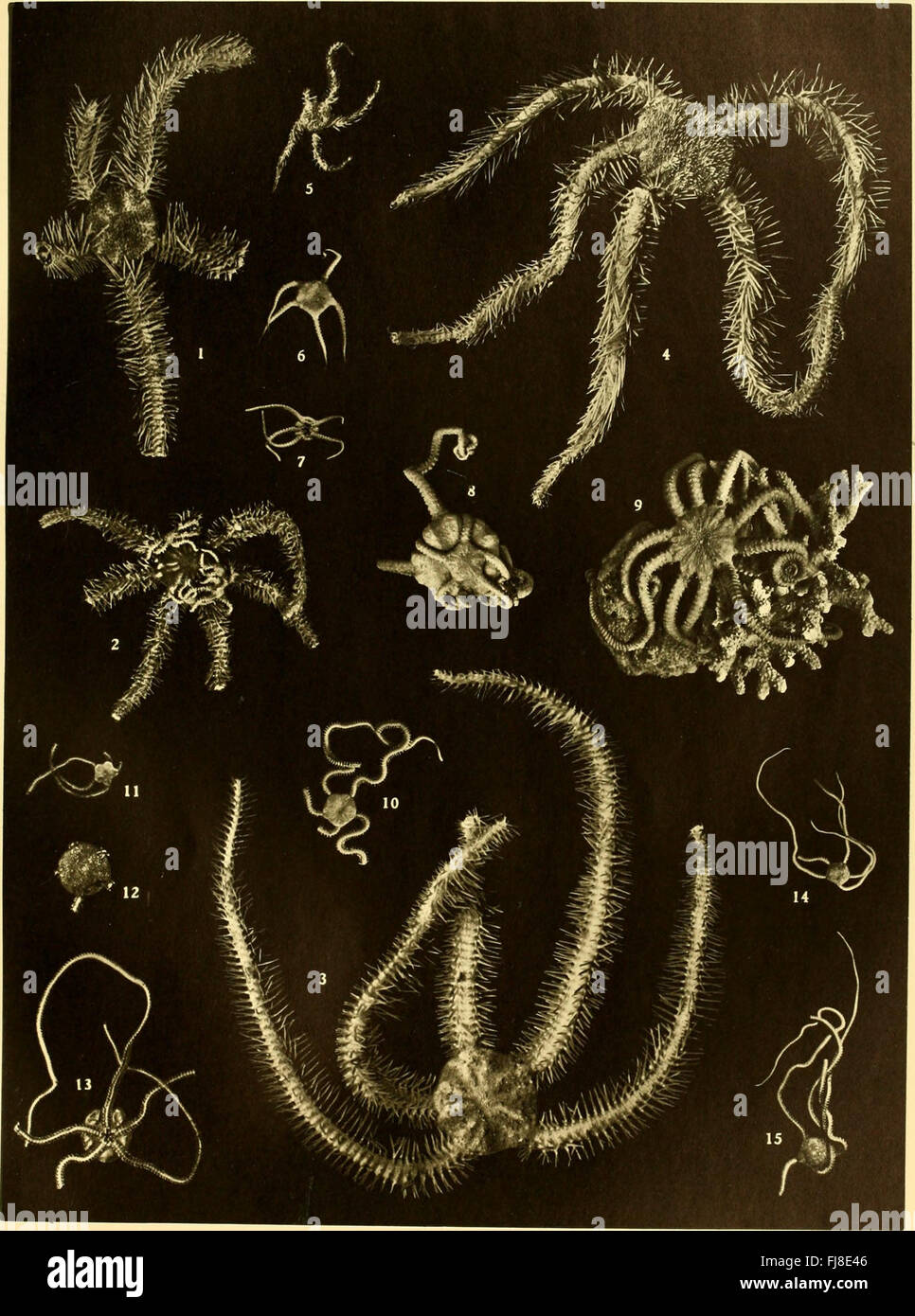 The 'Discovery Reports' published in 1936 detail scientific findings ...