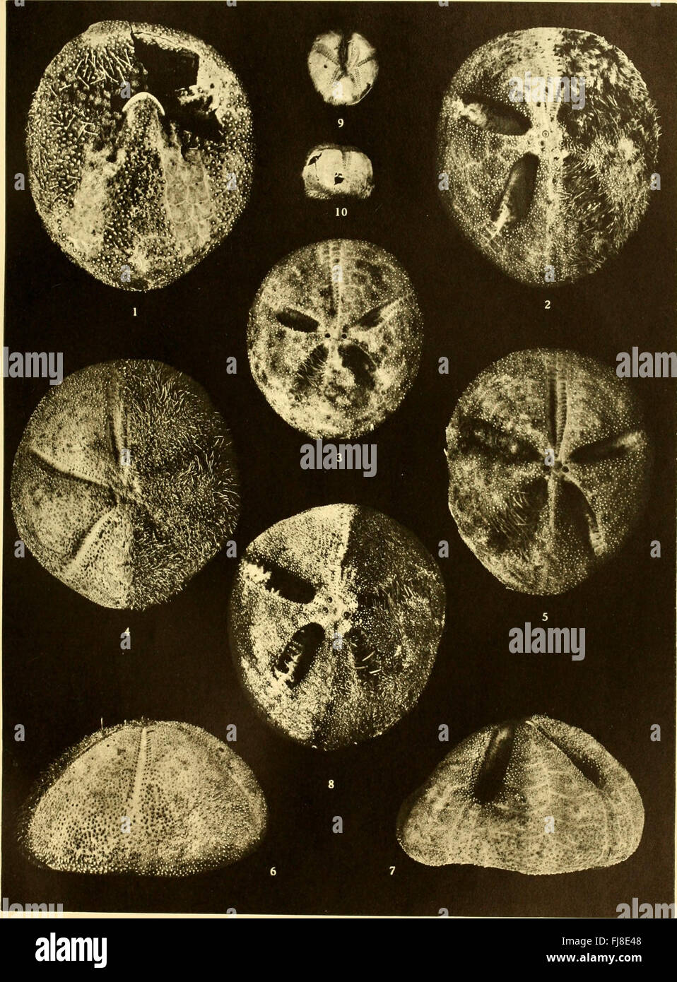Discovery reports from 1936 provide insight into the scientific and ...
