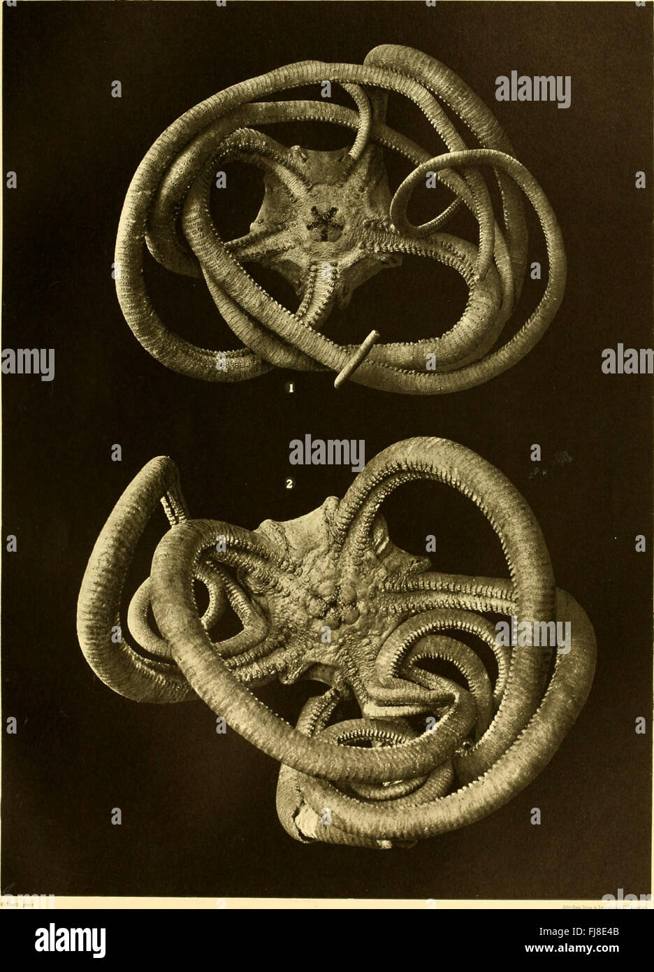 A 1936 manuscript of the 'Discovery Reports', documenting scientific ...