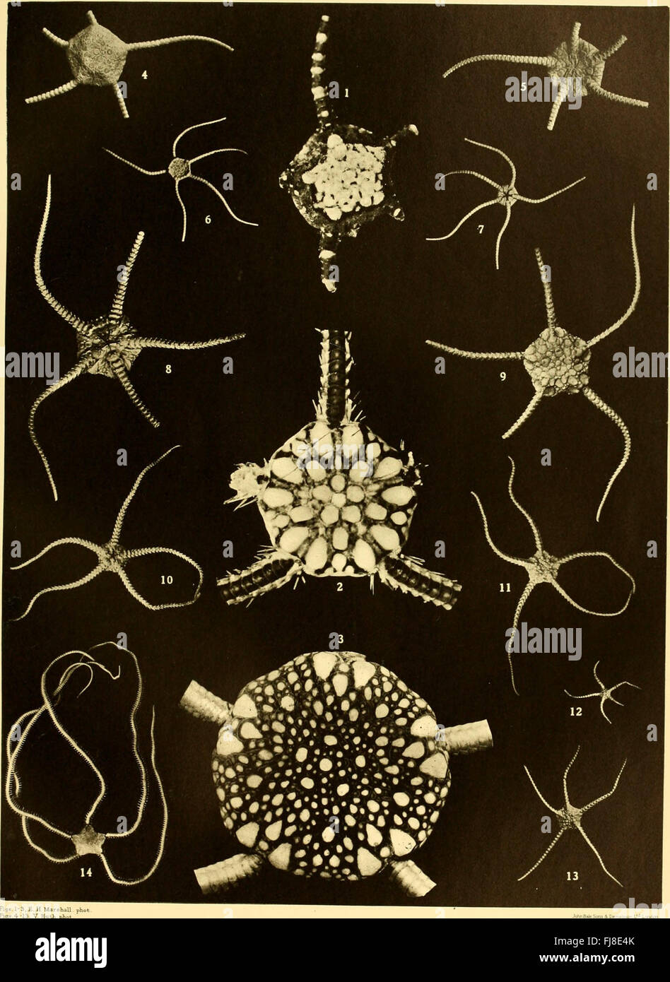 This 1936 manuscript, part of the Discovery Reports series, presents ...