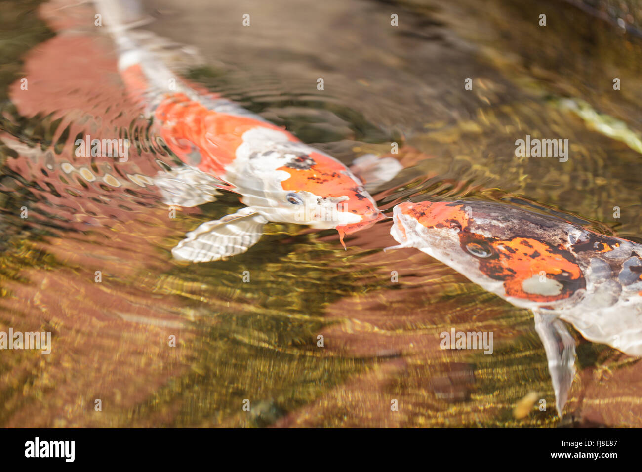Woman Kissing Koi