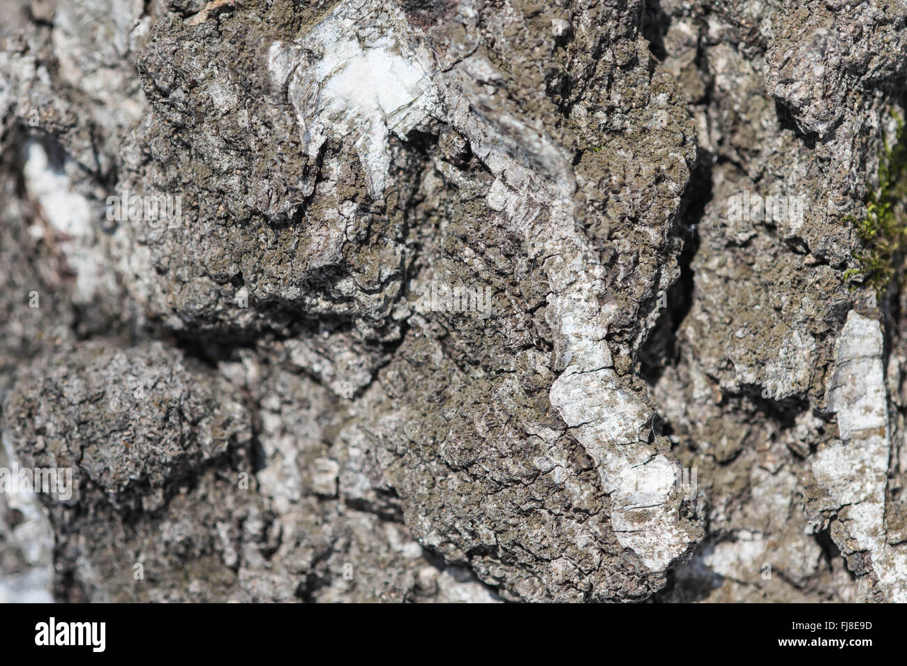 The bark of birch tree close up Stock Photo - Alamy