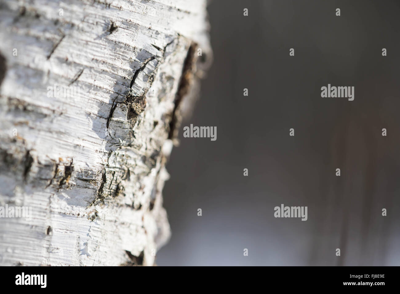 The bark of birch tree close up Stock Photo - Alamy