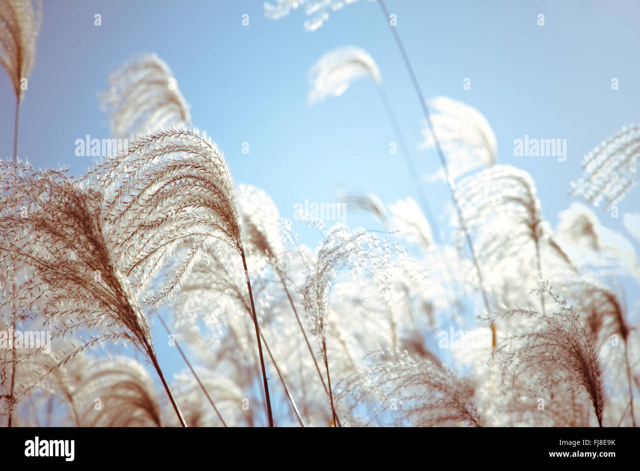 Field Grass Blowing in the Wind Stock Photo - Alamy