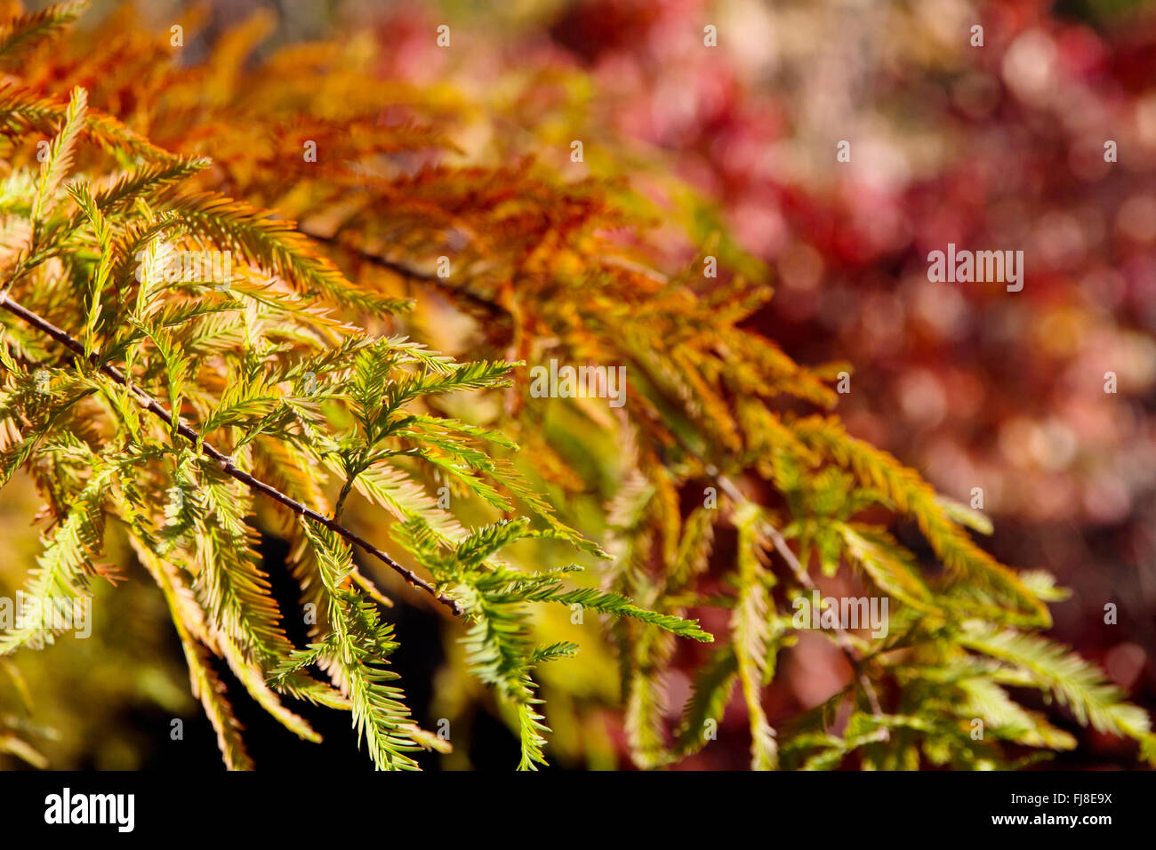 close up of colorful autumn Bald Cypress tree Stock Photo - Alamy
