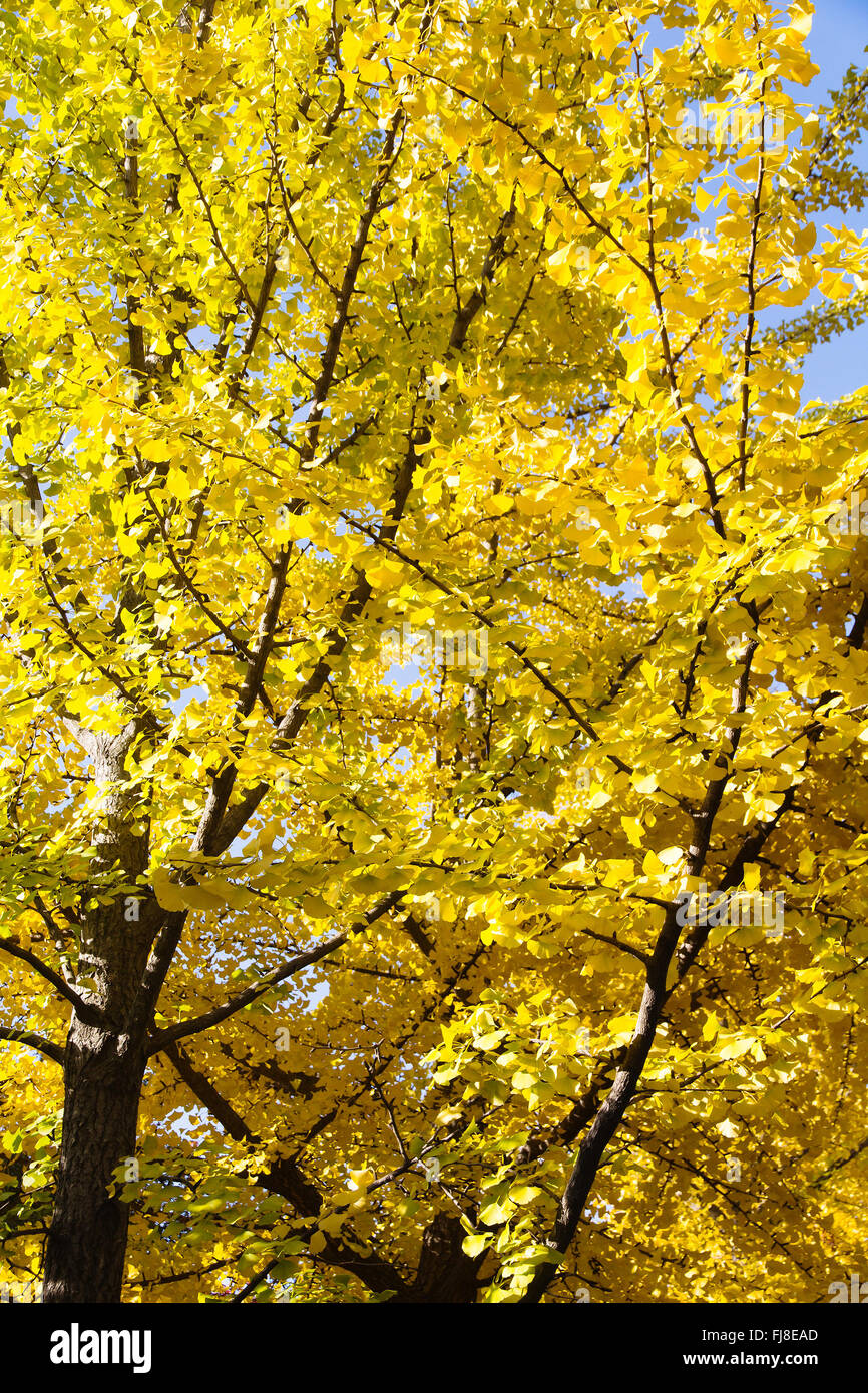 Autumn Ginkgo Leaves Stock Photo - Alamy