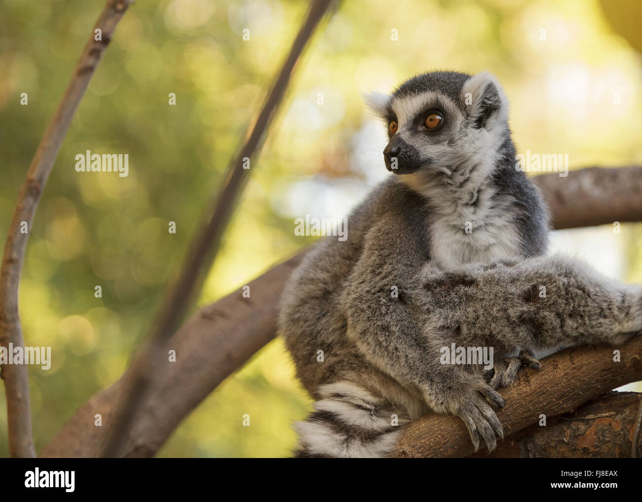 Lemur, Lemuroidea, is endemic to in Madagascar and can be found climbing in trees Stock Photo ...