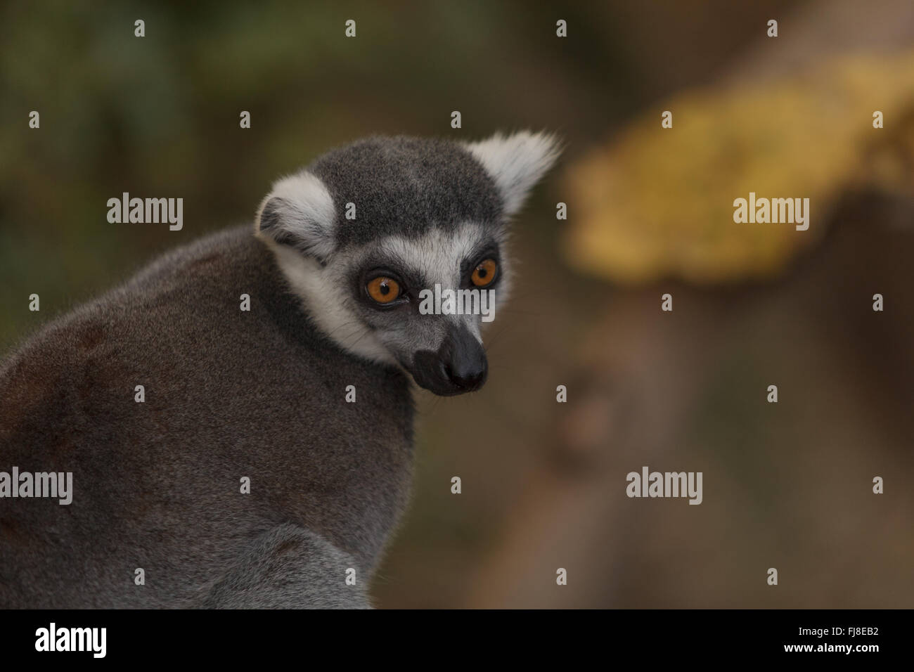 Lemur, Lemuroidea, is endemic to in Madagascar and can be found climbing in trees Stock Photo ...