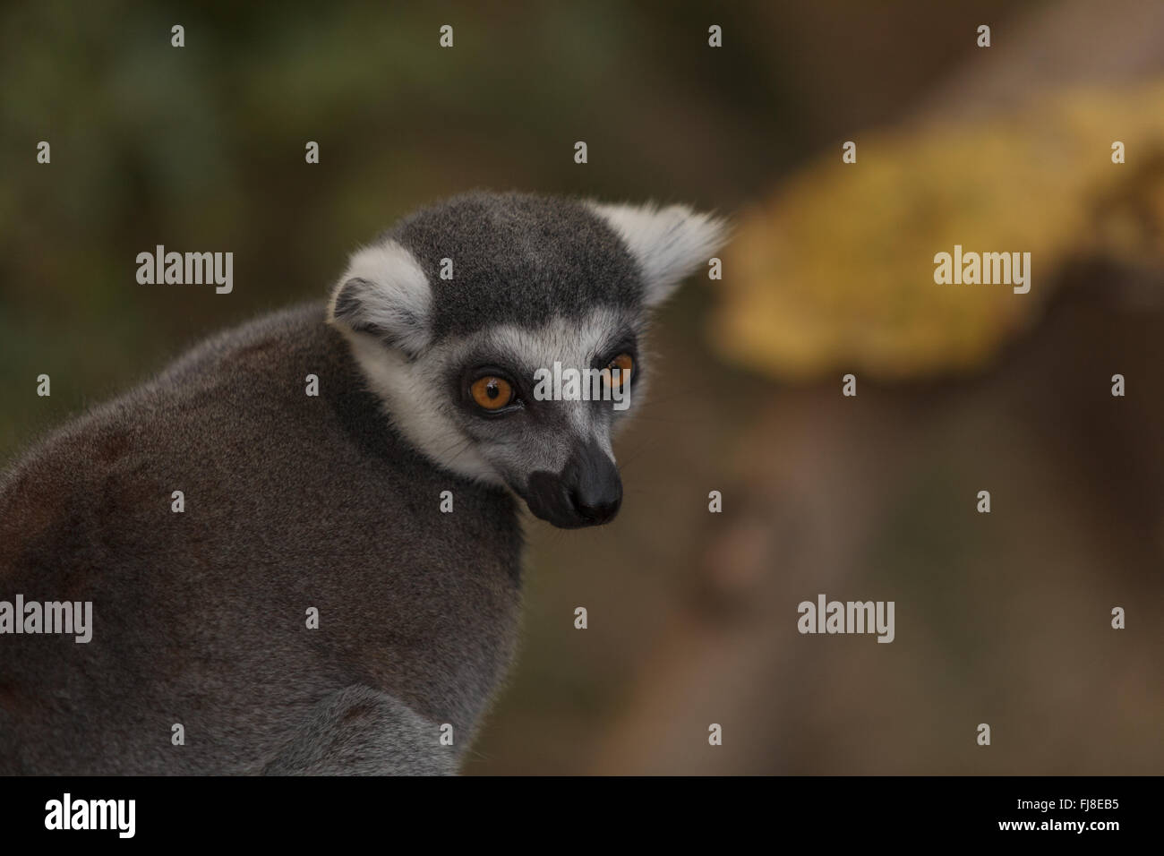 Lemur, Lemuroidea, is endemic to in Madagascar and can be found climbing in trees Stock Photo ...
