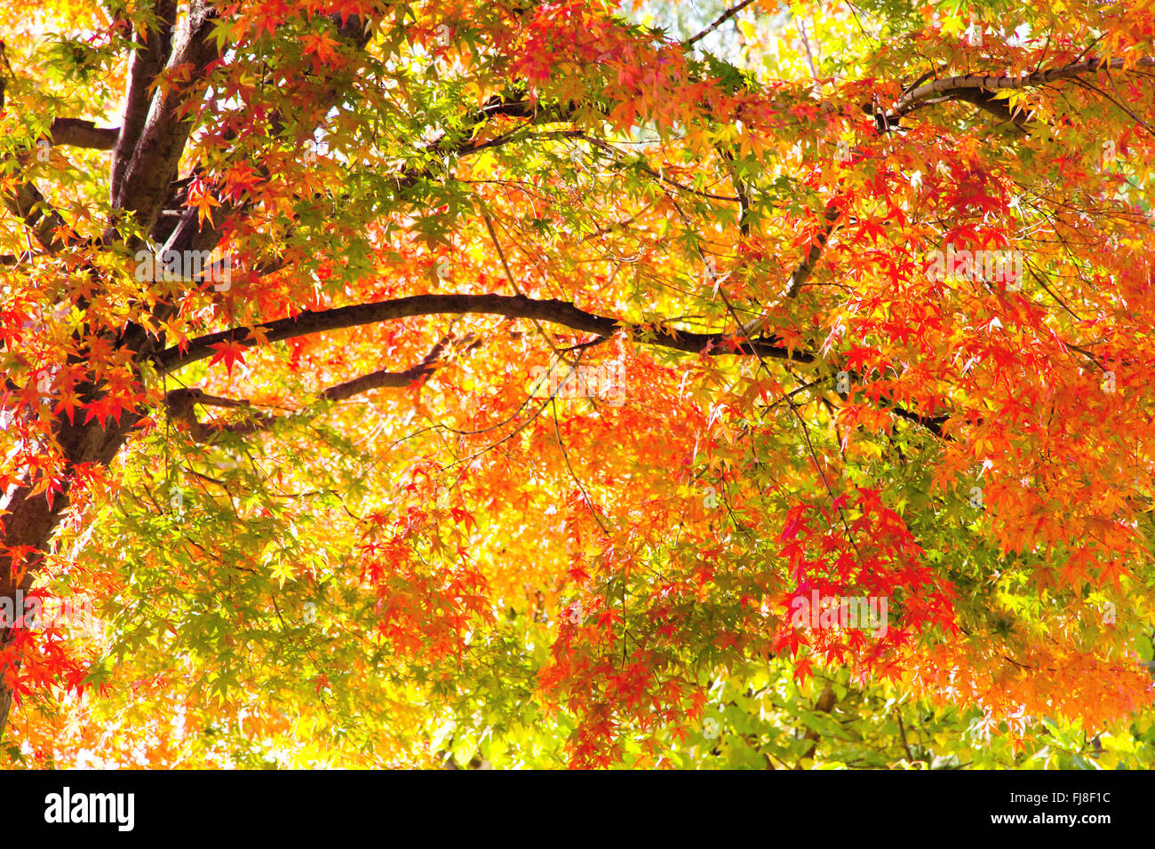 Colorful Autumn Leaves with Sunlight Stock Photo - Alamy